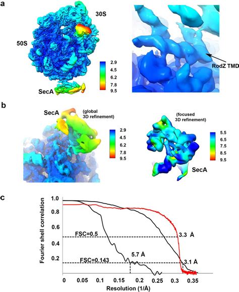Local Resolution And Validation Of The Cryo Em Maps A Local Resolution Download Scientific