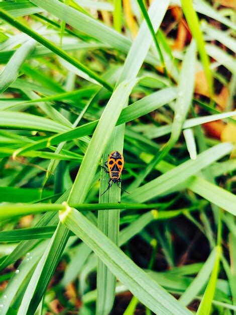 Maya Grass Bug Images Free Download On Freepik