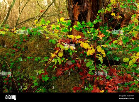 A Exterior Picture Of An Pacific Northwest Forest With Huckle Berry