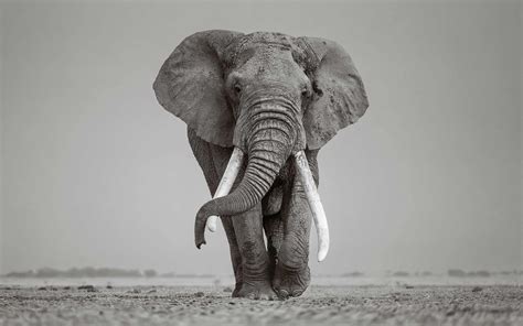 Amboseli Elephants Safari David Lloyd Wildlife Photography