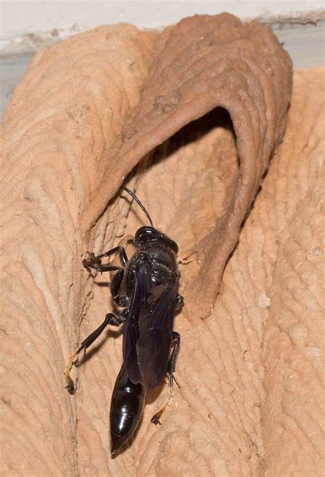 Organ Pipe Mud Wasp Nest A Naturalist S Journal