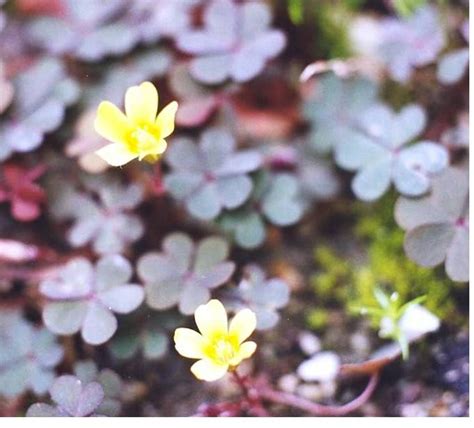 岡山 月々の花4月カ行