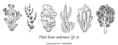 Sea Coral Line Drawing Royalty Free Images Stock Photos Pictures Shutterstock