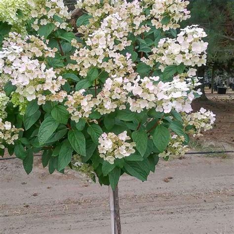 Quick Fire Panicle Hydrangea Tree Southern Idaho Landscape Center