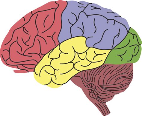 Color Coded Brain