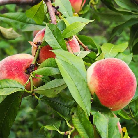 Oh Garden Persika Revita