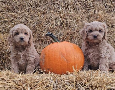 Sandy Pines Puppies Alberta Cockapoos