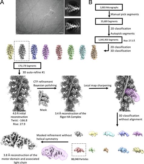 Cryo Em Image Processing For The Rigor Complex A Representative Download Scientific Diagram