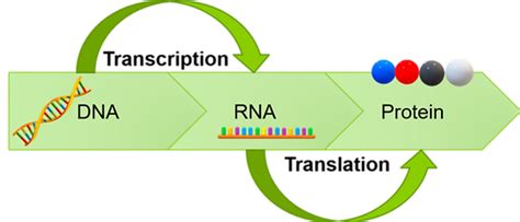 Protein Synthesis Model