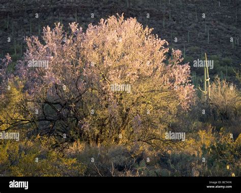 Ironwood Tree Lit By Evening Sun In Sonoran Desert Arizona With