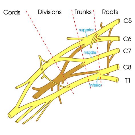 Complete Anatomy Brachial Plexus Atilaitalian