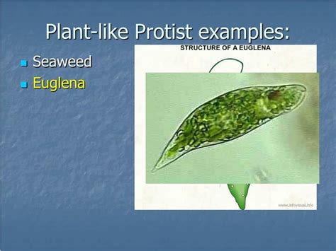 Ppt Kingdom Protista Classification Powerpoint Presentation Free