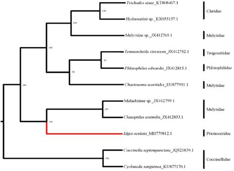 The Bayesian Tree Based On 13pcgs Combined Data Sets Numbers On Nodes