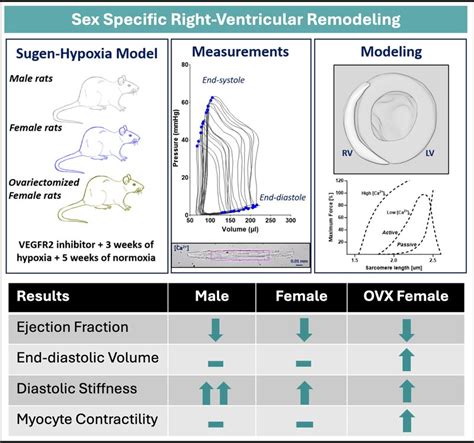 Sex Dependent Remodeling Of Right Ventricular Function In Rat Rat Model