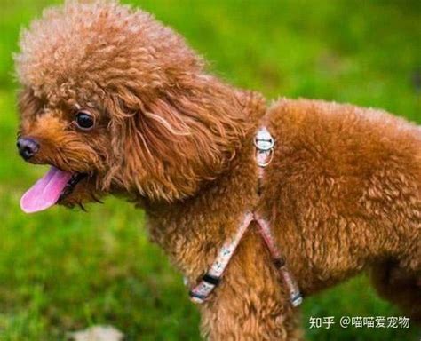 双氧水能治狗癣吗 知乎