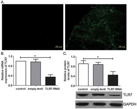 The Transduction Efficiency Of Lentivirus In Vivo Was Validated By Gfp