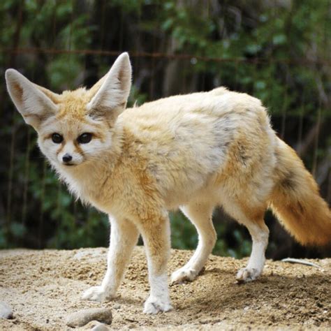 Fennec Fox Cuddling Corner