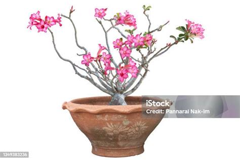 분홍색 사막 장미 모의 진달래 핑크 비노니아 또는 임팔라 백합 꽃은 흰색 배경에 고립 된 냄비에 꽃을 피웁니다 0명에 대한 스톡 사진 및 기타 이미지 Istock