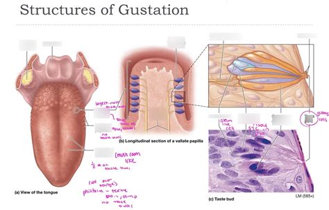 Structures Of Gustation Diagram Quizlet