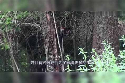 被课本给骗惨了！啄木鸟并不是什么好鸟，网友：这才是它的真面目！啄木鸟什么真面目