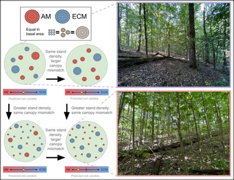 Small Trees Big Impact Rethinking How Trees And Their Underground