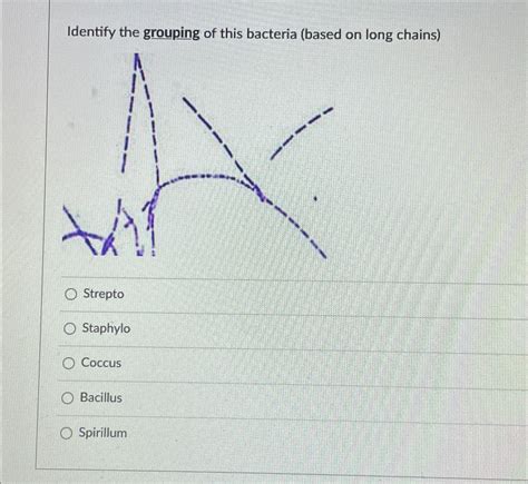 Solved Identify The Grouping Of This Bacteria Based On Long