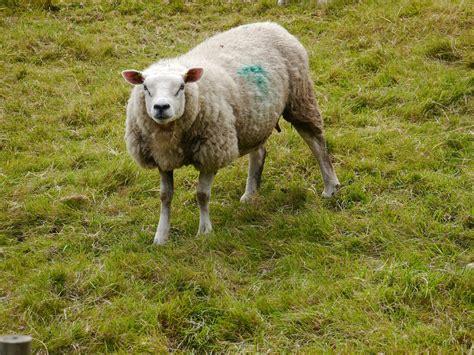 How Iot Technology Is Revolutionizing Livestock Monitoring The Swiss Quality Consulting