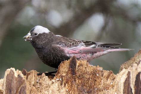 Black Rosy Finch One Afternoon In Silver Gate Park County Flickr