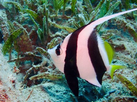 Schooling Bannerfish Heniochus Diphreutes Red Sea Creatures