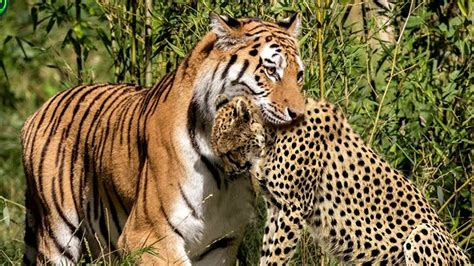 مستندی شگفت انگیز از شکار حیوانات توسط ببر مستند شکارهای شگفت انگیز