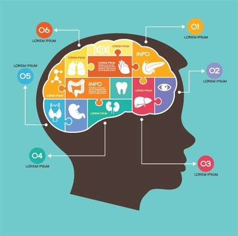 Brain Infographic Template Vector 01 Free Download