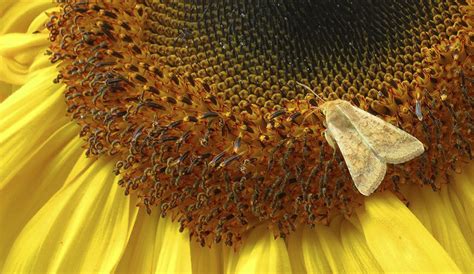 Minnesota Seasons Corn Earworm Moth