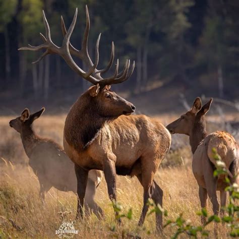 Backcountry Antler Buyer On Instagram Wapiti Wednesday 📷