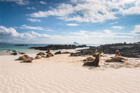 The Best Luxury Cruises In The Galapagos Holiday Architects