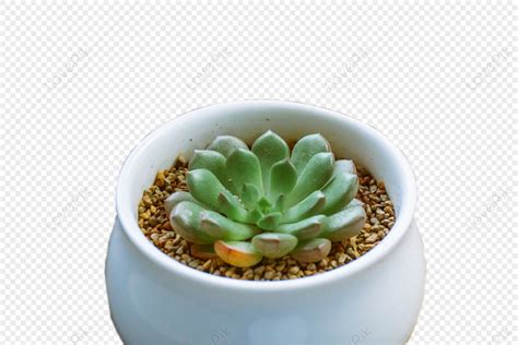 즙이 많은 식물 Png 일러스트 무료 다운로드 Lovepik