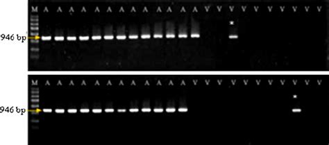 Pcr Amplification In Genomic Dna With Sco12 946 Scar Markers Download Scientific Diagram