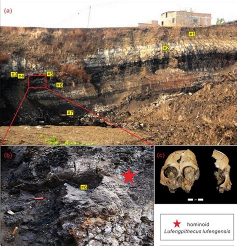 Pollen Evidence Of The Palaeoenvironments Of Lufengpithecus Lufengensis