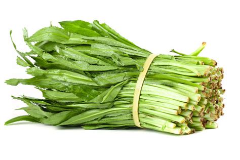 一捆云南大香菜放在白底上图片素材 一捆云南大香菜放在白底上设计素材 一捆云南大香菜放在白底上摄影作品 一捆云南大香菜放在白底上源文件下载 一捆