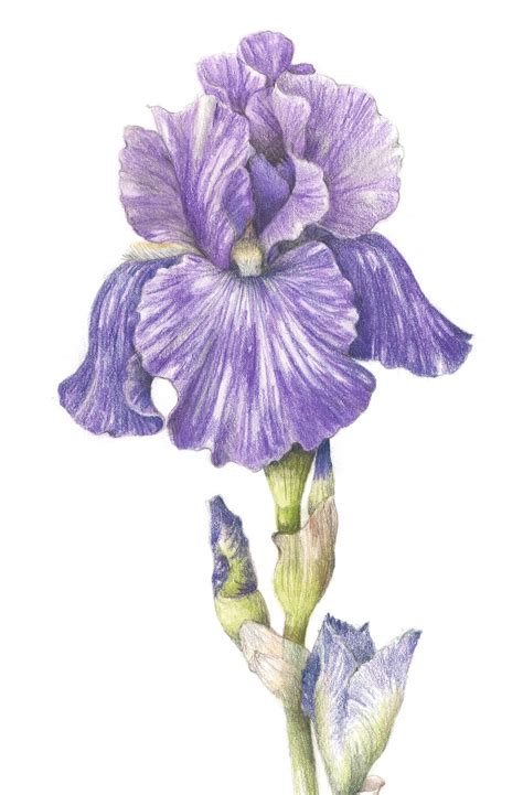Draw An Iris Flower Drawing Tips Guide