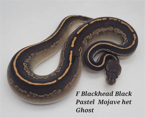 Black Pastel Black Head Mojave Het Ghost Ball Python By Naptown Reptiles