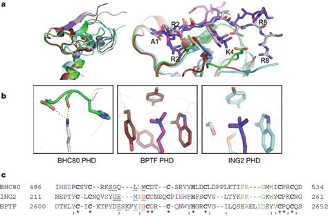 Structural Comparison Of Phd Fingers A Superimposition Of Phd Domains Download Scientific