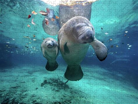 West Indian Manatees Jigsaw Puzzle By James Rd Scott