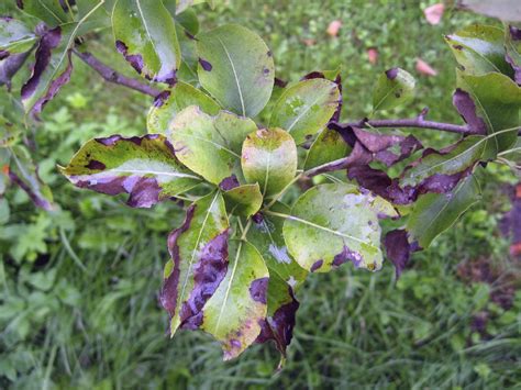 Common Problems With Pears Treating Pear Tree Insect Problems And Disease Gardening Know How