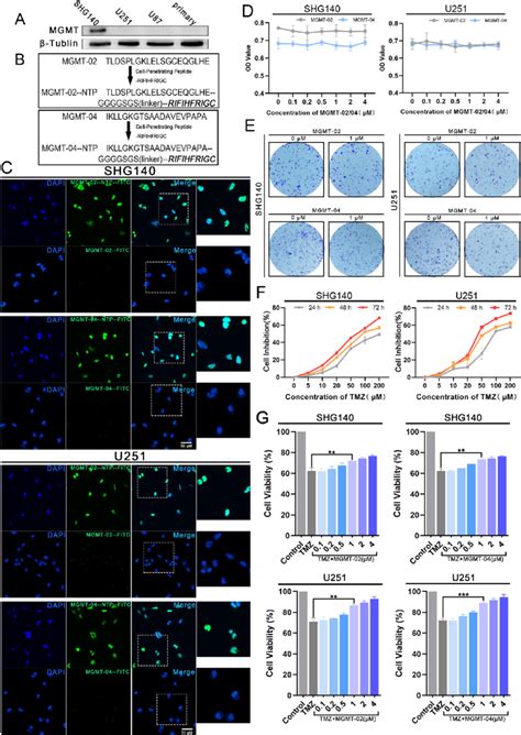 Construction And Localisation Of Mgmt 0204 And Their Effect On Cell