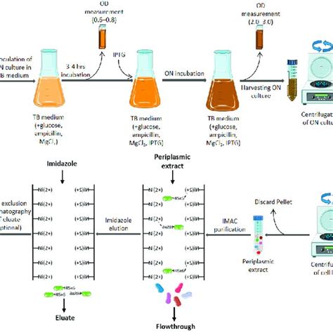 schematic representation of the conventional protocol for the