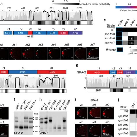 3d Fib Sem Reconstruction Of E Coli Automated Fib Sem Cross Sectional Download Scientific