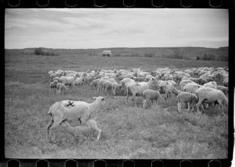 13 Vintage Pictures Of Sheep Shearing Modern Farmer