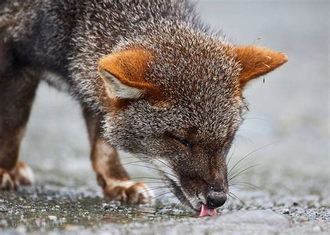 5 Especies En Chile Que Están En Peligro De Extinción Wwf