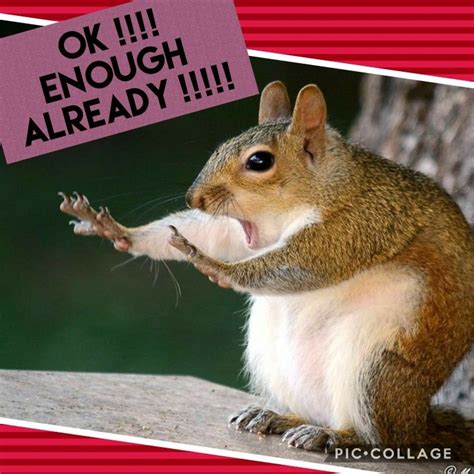 Funny Squirrel Meme Ok Enough Already