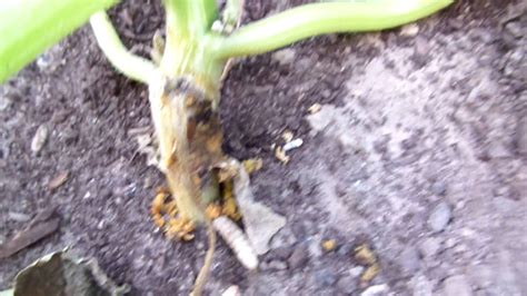 Something Is Eating My Pumpkin Plants At Victor Fox Blog